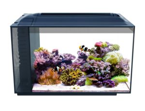 The Beginner Guide To Clean Up Crews - My First Fish Tank