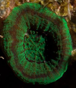 Coral Brilliance: A Beginner Guide For New Reef Enthusiasts - My First ...