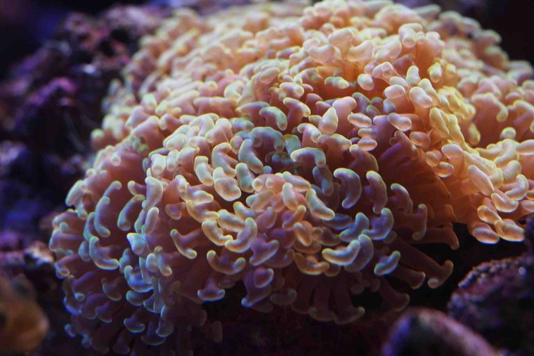 Coral Brilliance: A Beginner Guide For New Reef Enthusiasts - My First ...