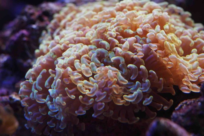 Coral Brilliance: A Beginner Guide For New Reef Enthusiasts - My First ...