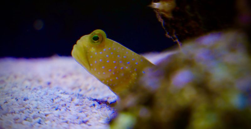 The Best Beginner Saltwater Fish: Perfect For All Tanks - My First Fish ...