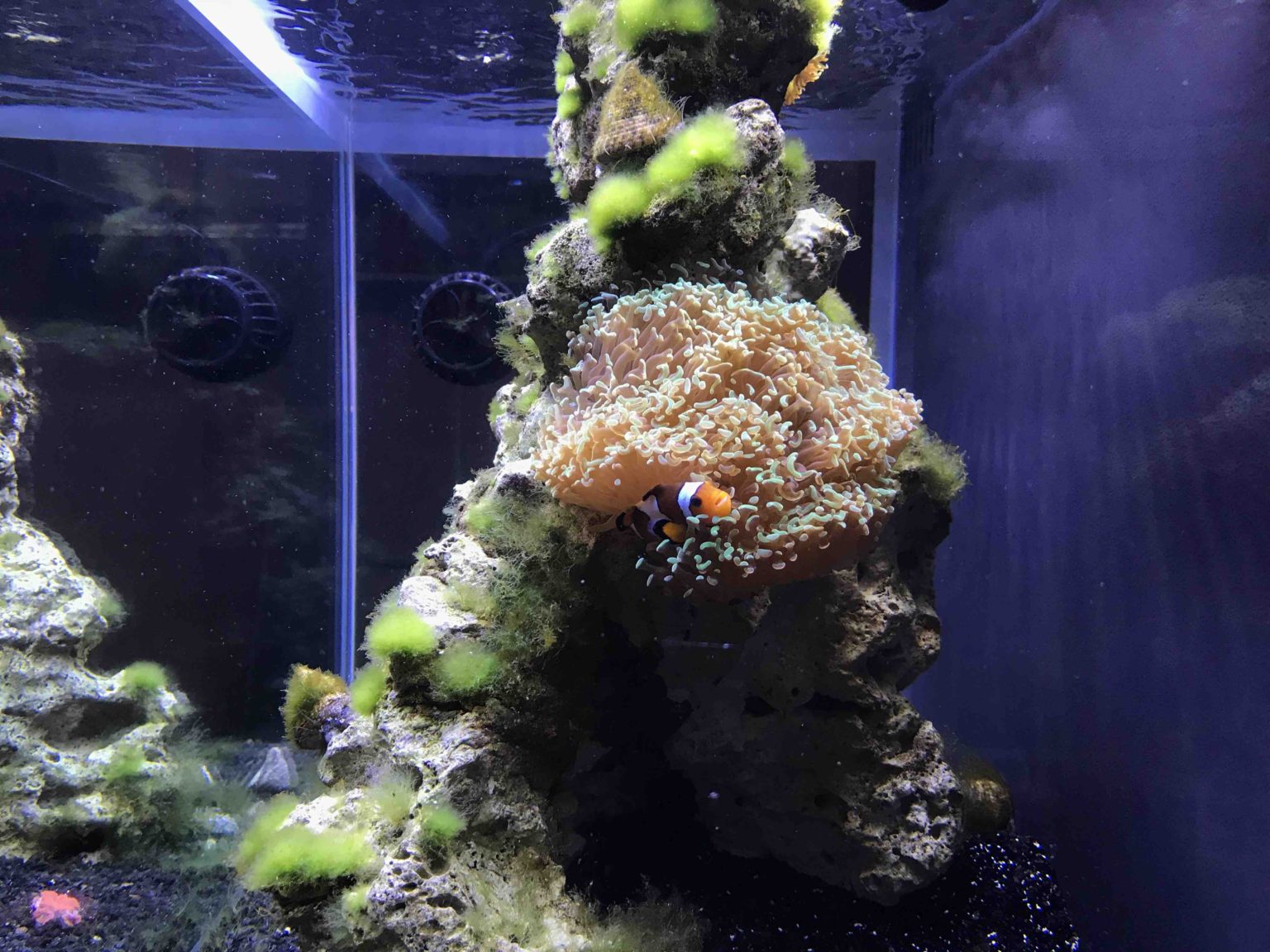 The Beginner Guide To Nuisance Algae - My First Fish Tank
