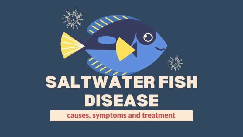 The Beginner Guide To Saltwater Fish Disease - My First Fish Tank