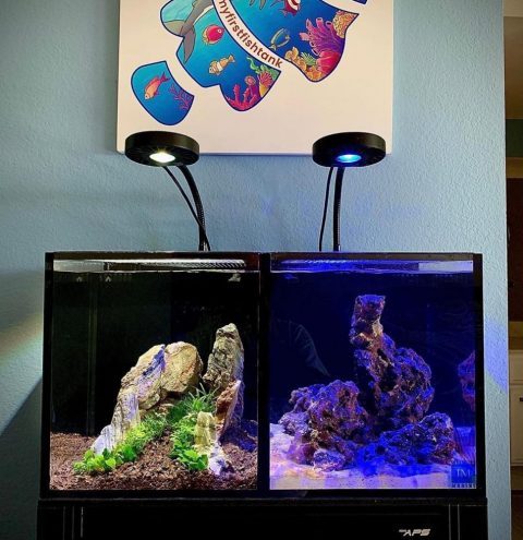 The Beginner Guide To Saltwater Aquariums - My First Fish Tank