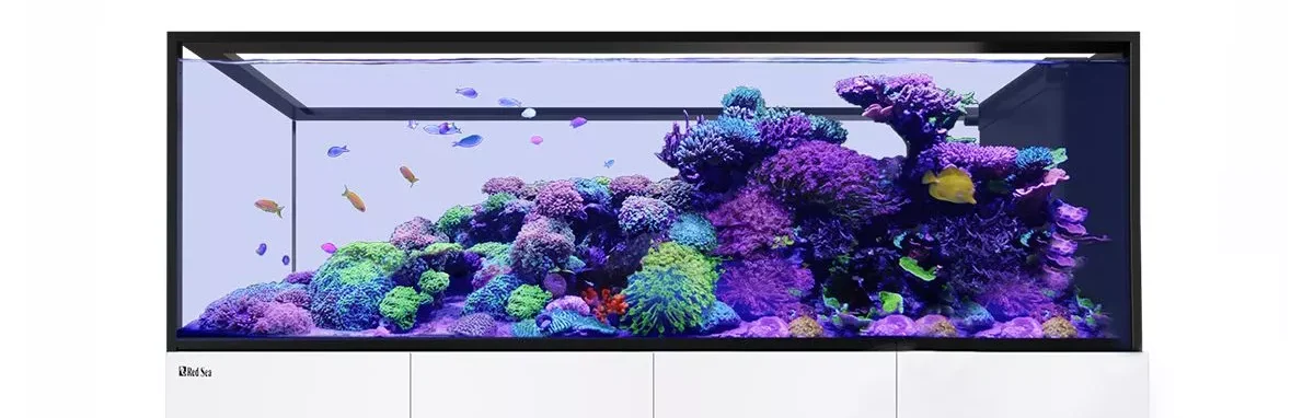 Luxury Aquarium Guide Inspiration - My First Fish Tank