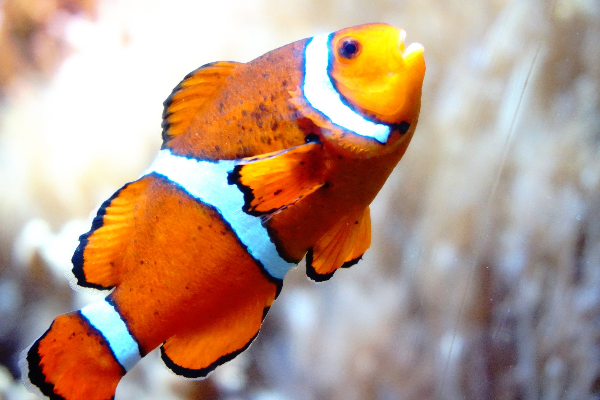 The Beginner Guide To Saltwater Aquariums - My First Fish Tank