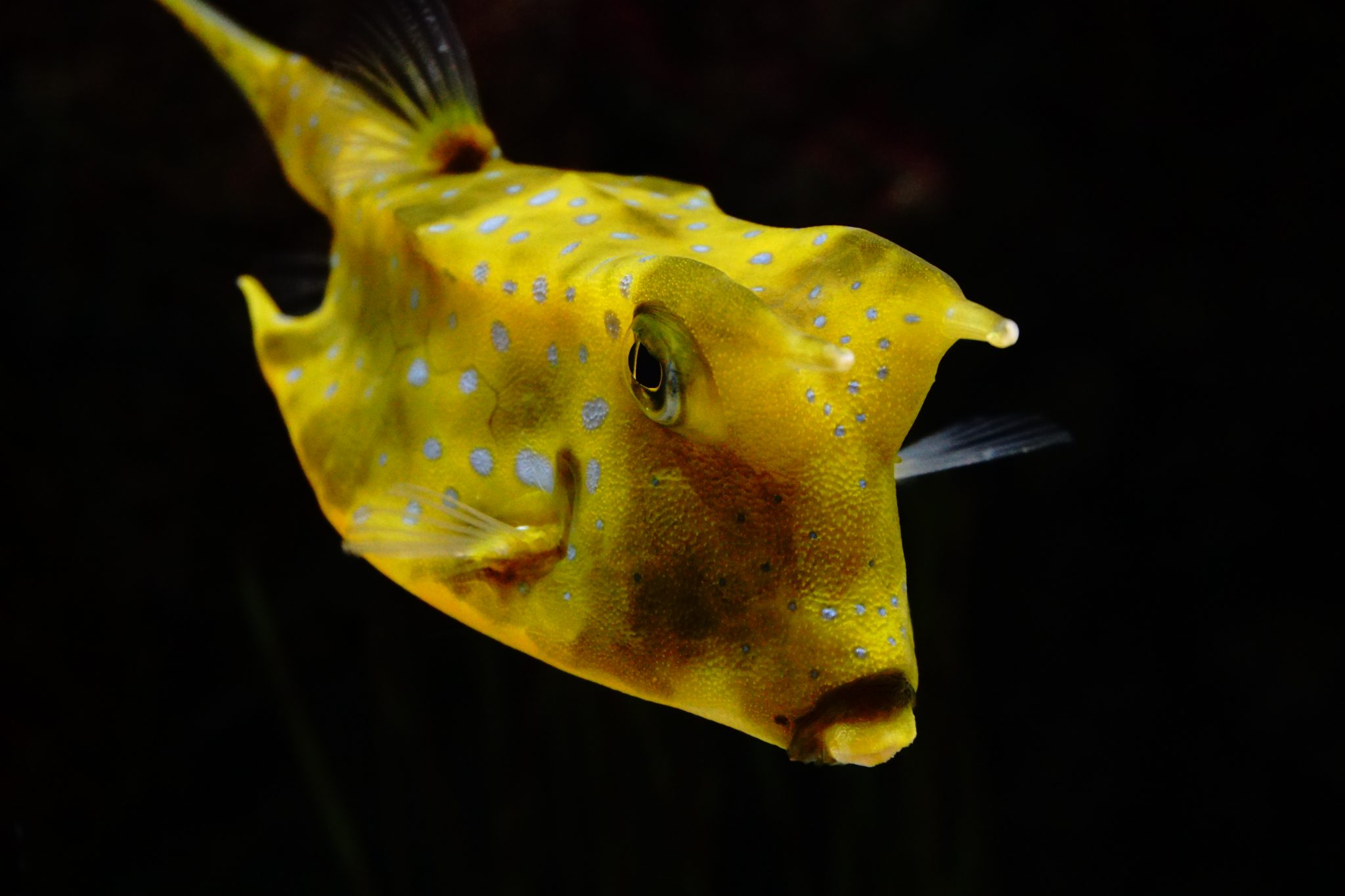 The Best Beginner Saltwater Fish: Perfect For All Tanks - My First Fish ...