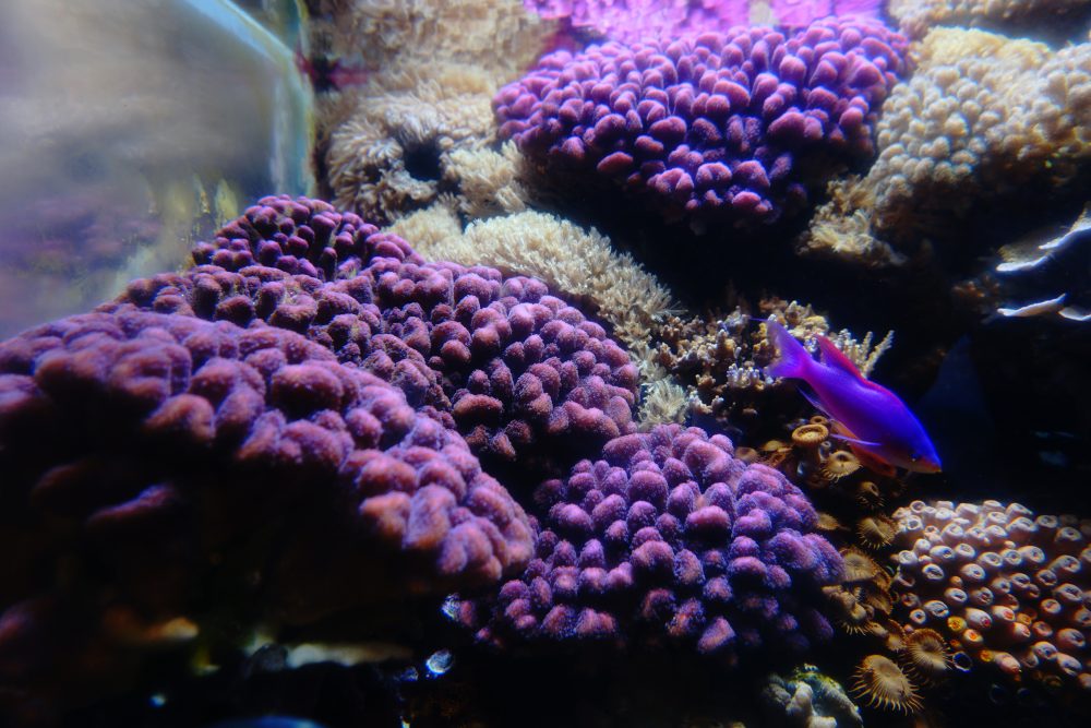 Week 19: Saltwater Filtration Overview - My First Fish Tank