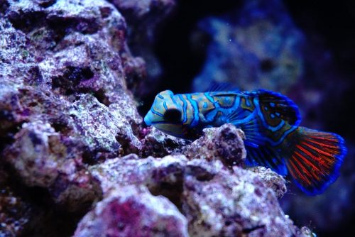 Week 13. How To: Aquascaping Reef Rock - My First Fish Tank