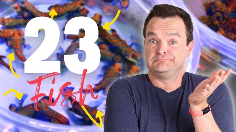 How Many Fish Can You Put In A Saltwater Aquarium? - My First Fish Tank